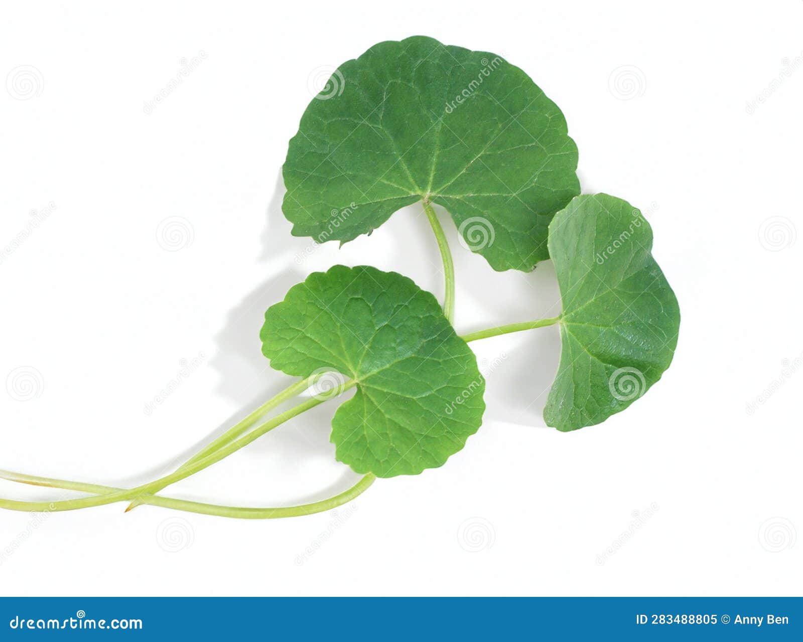 Centella Asiatica Leaves Isolated on White Background Stock Image ...