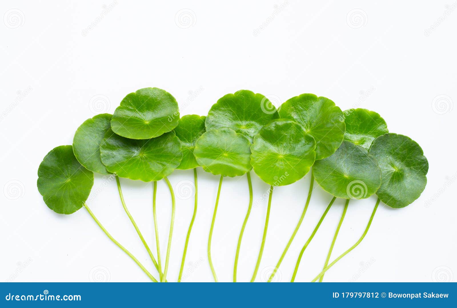 Centella Asiatica Leaves on White Background Stock Photo - Image of ...