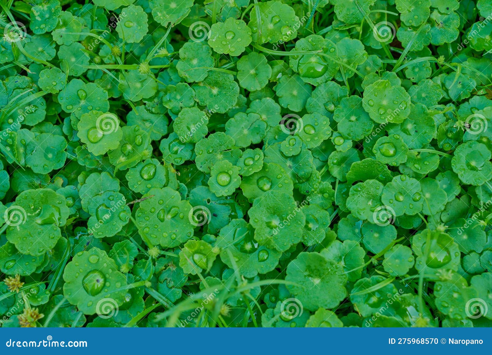 Centella Asiatica ( Centella Asiatica ) Medicinal Plant Stock Photo ...