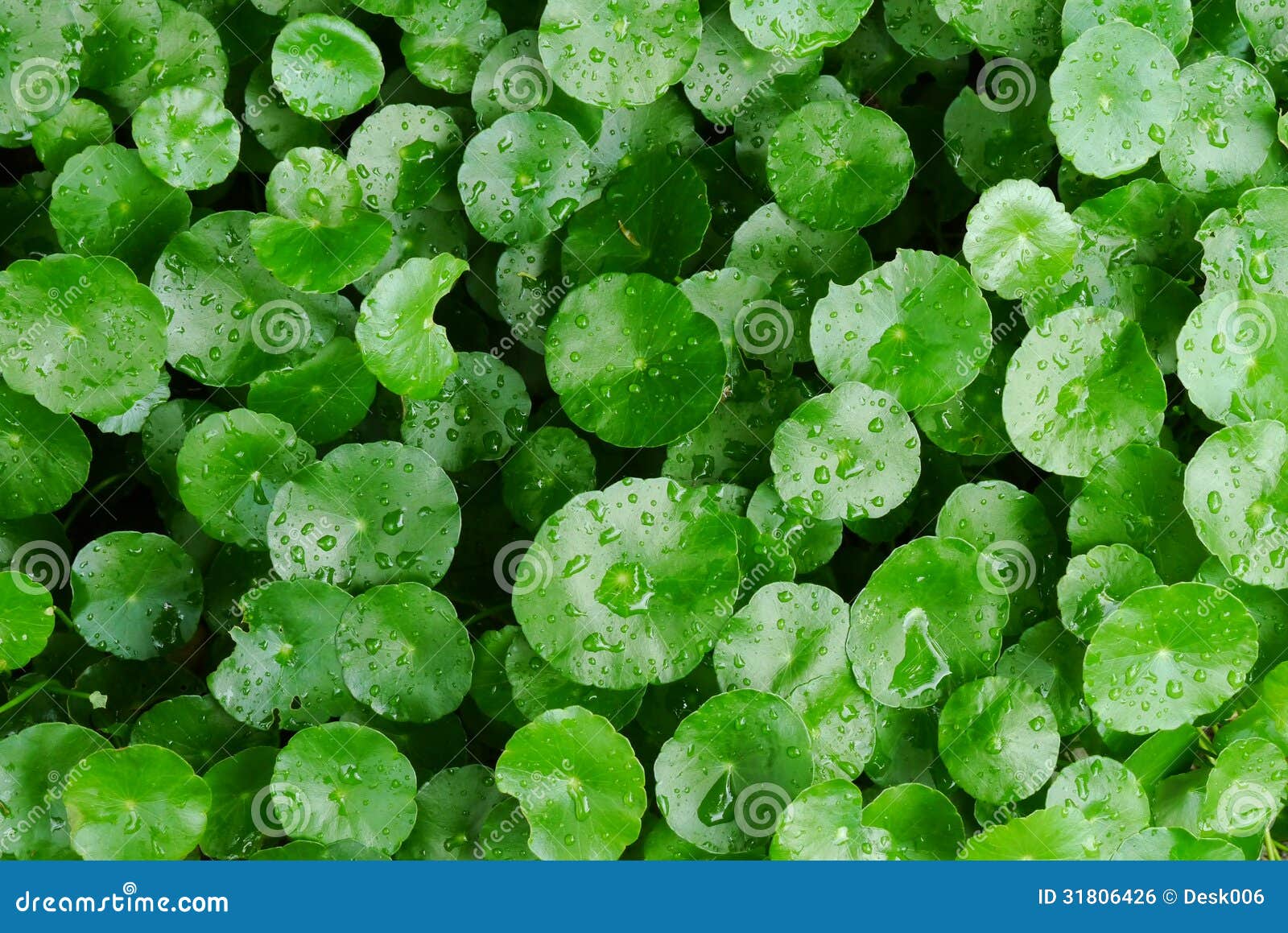 Centella asiatica stock photo. Image of green, centella - 31806426