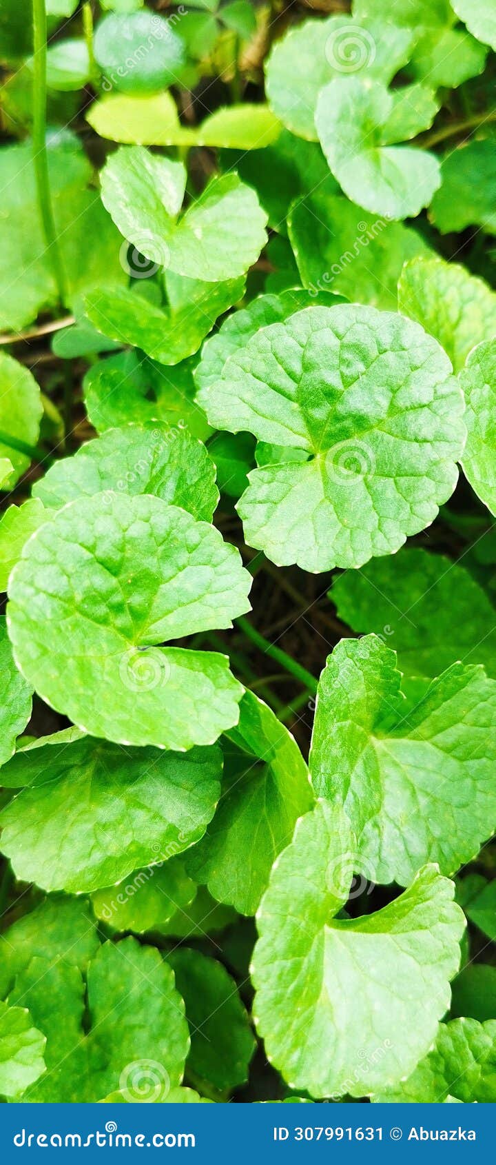 Centella Asiatica, Pegagan, Pennywort, Spadeleaf Stock Image - Image of ...