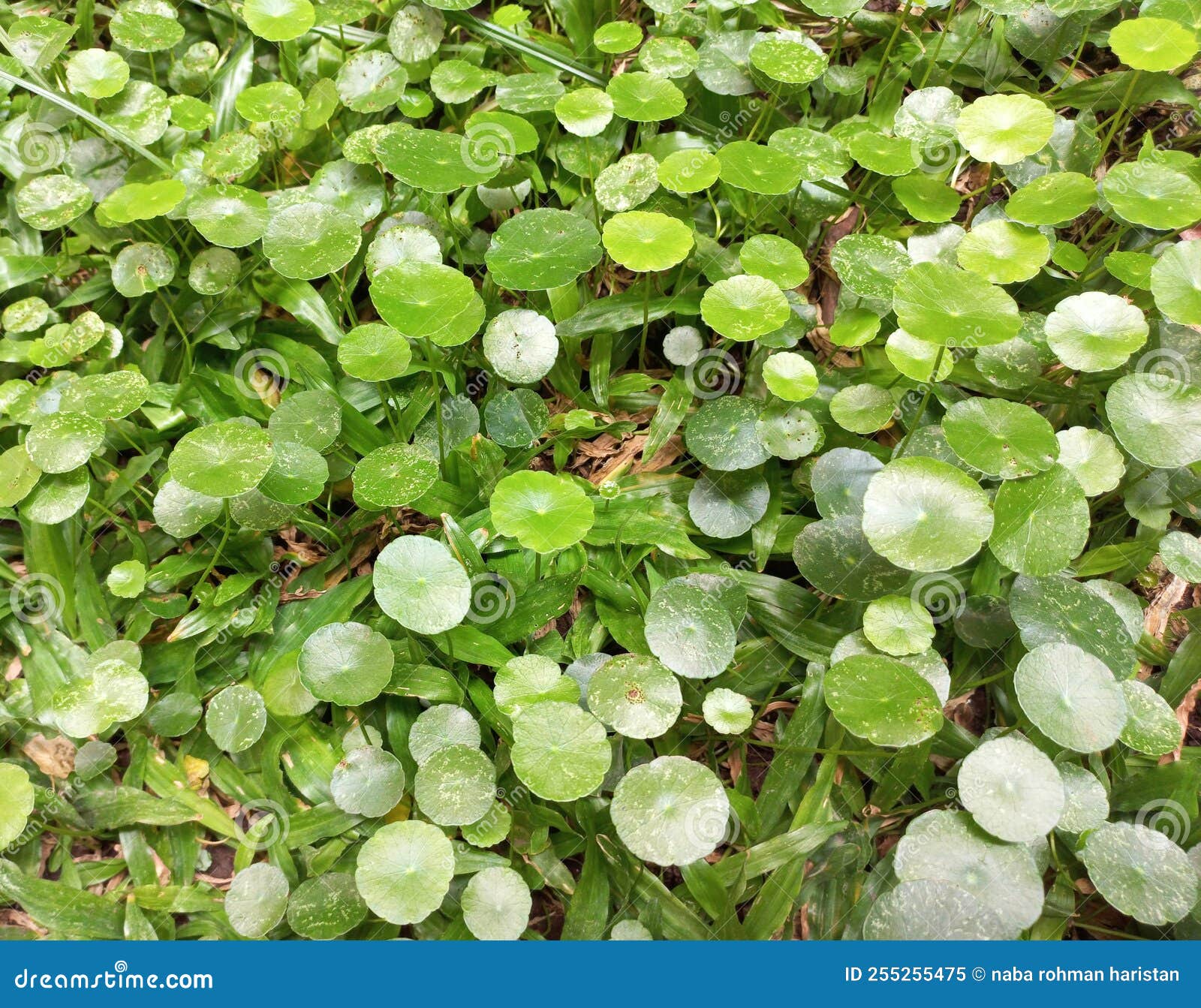 Centella Asiatica Plant Growing among Green Weeds Stock Image - Image ...