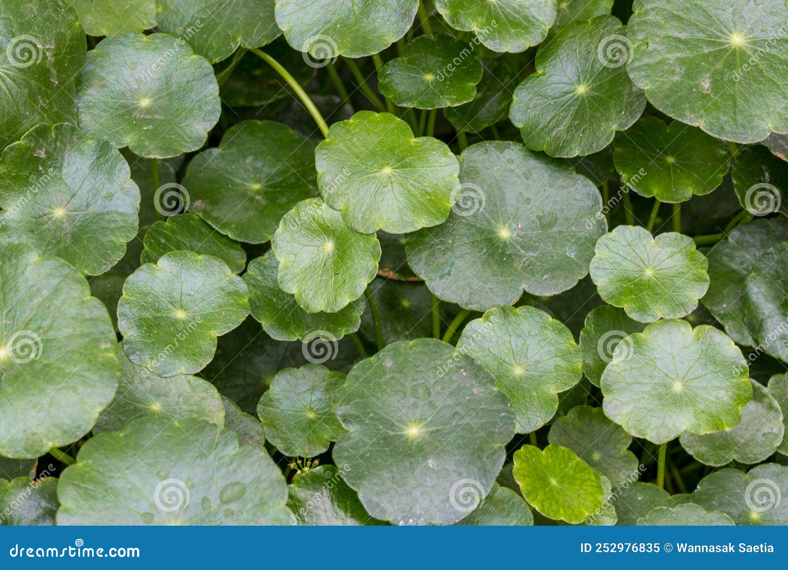 Centella Asiatica Plant Grows in Groups Stock Image - Image of medicine ...