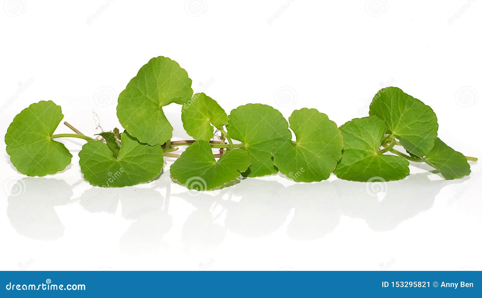 Centella Asiatica Plant Isolated on White Stock Image - Image of herbal ...