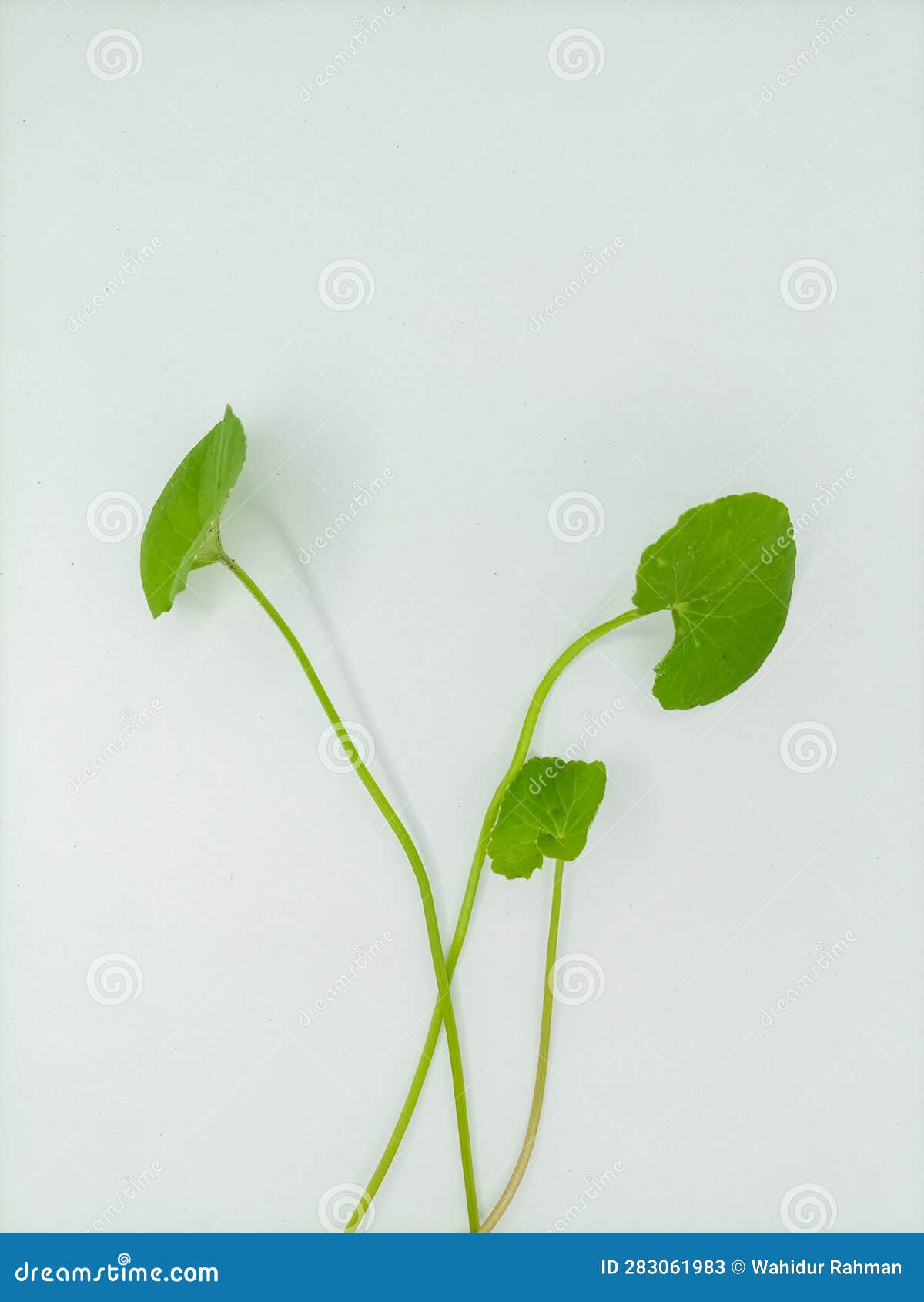 Centella Asiatica Plant Isolated on White Background Stock Image ...