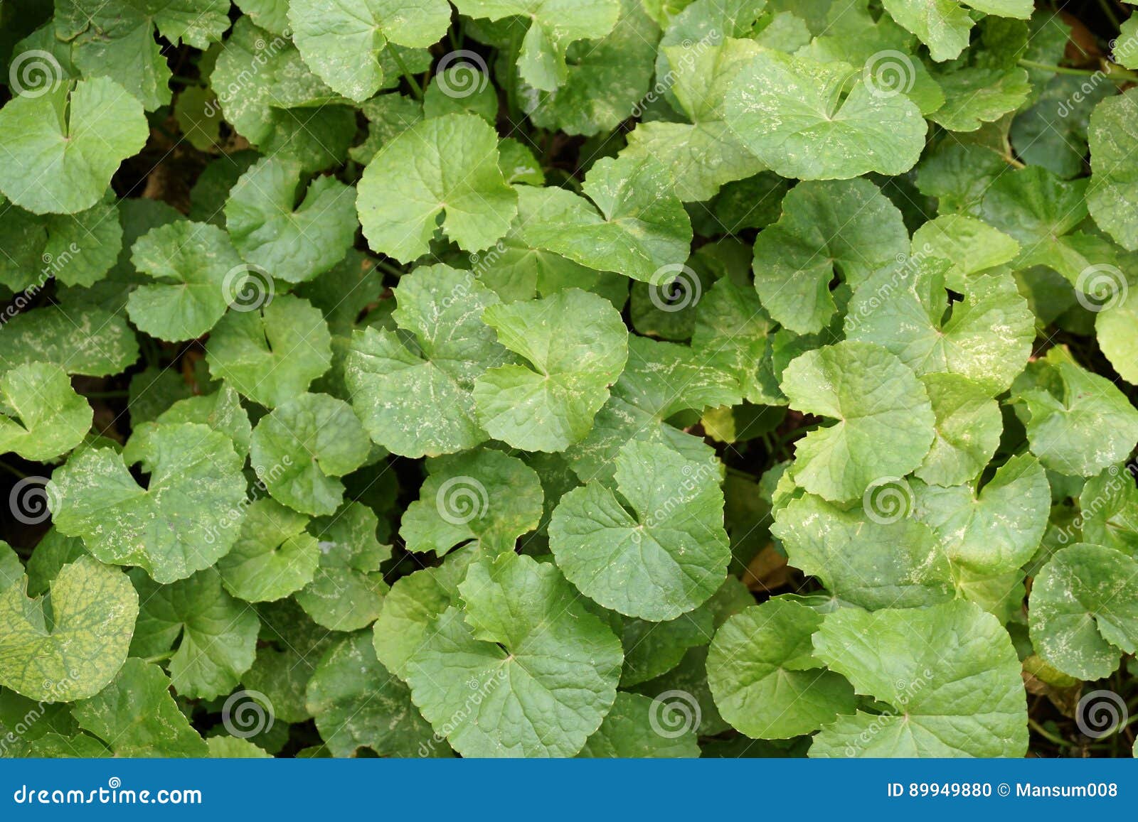 Centella asiatica plant stock photo. Image of gotu, green - 89949880