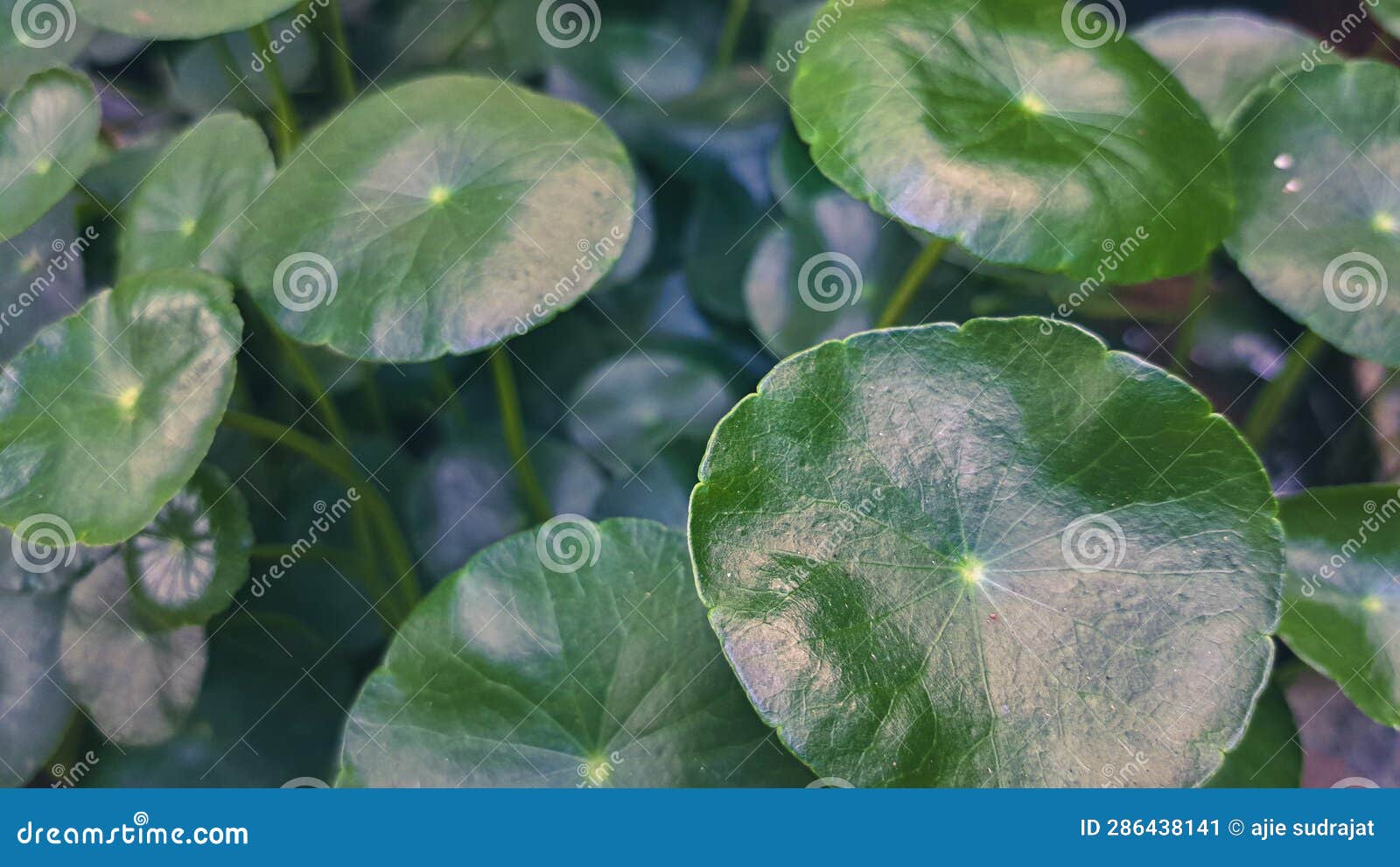 Centella Asiatica is Symbolized As a Lucky Plant Stock Image - Image of ...