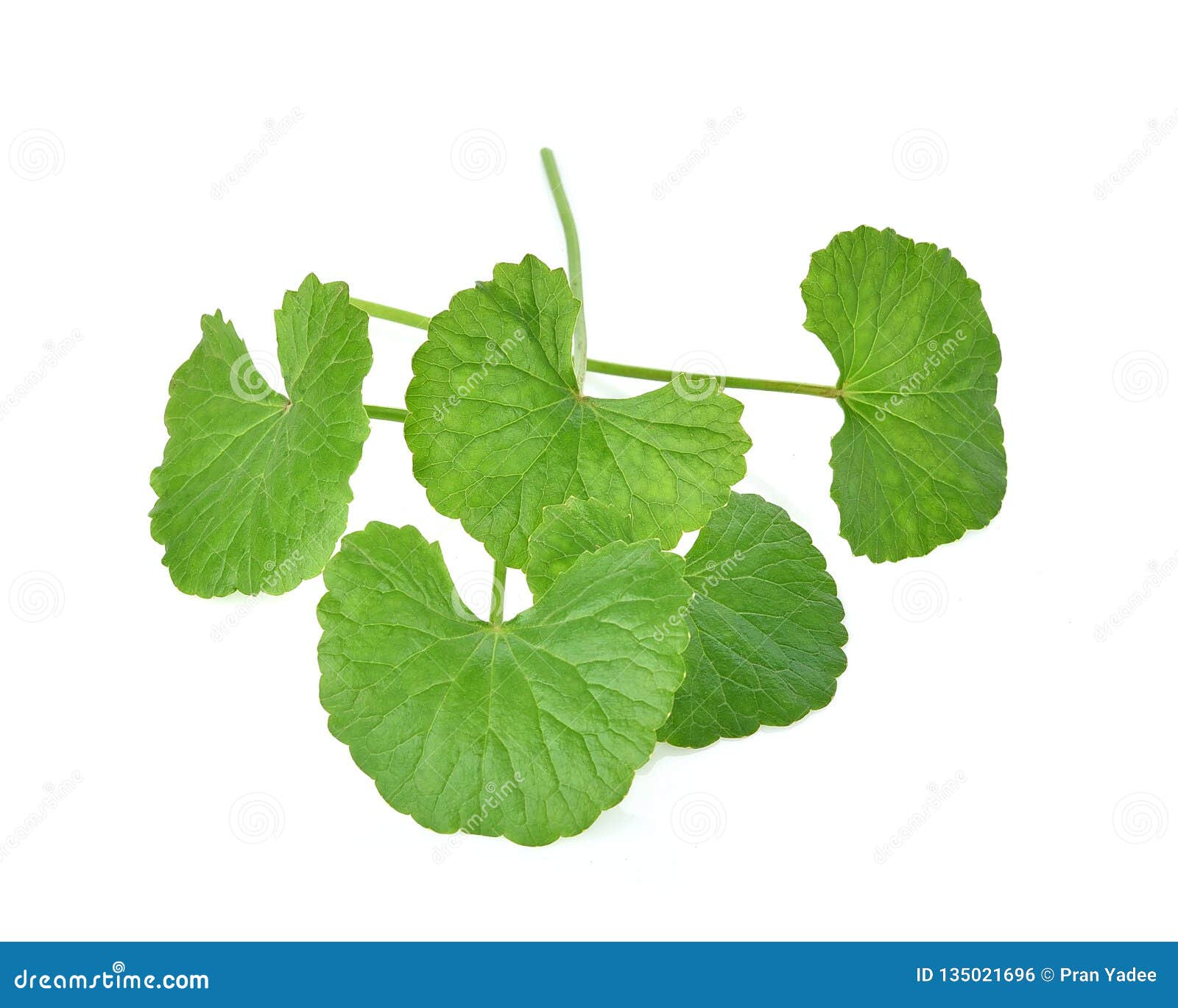 Centella Asiatica (Centella Asiatica (Linn.) Urban.) Mixed With Honey ...