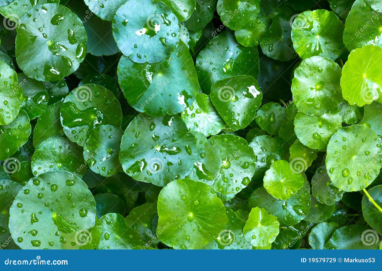Centella plant stock image. Image of food, fresh, life - 19579729
