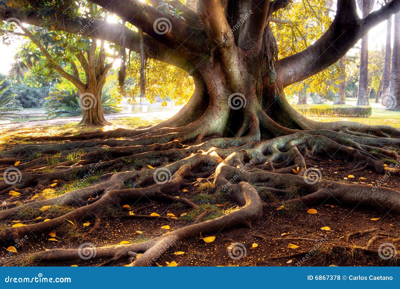 Centenarian Tree, Big Tree With Large Trunk And Big Roots Above The ...