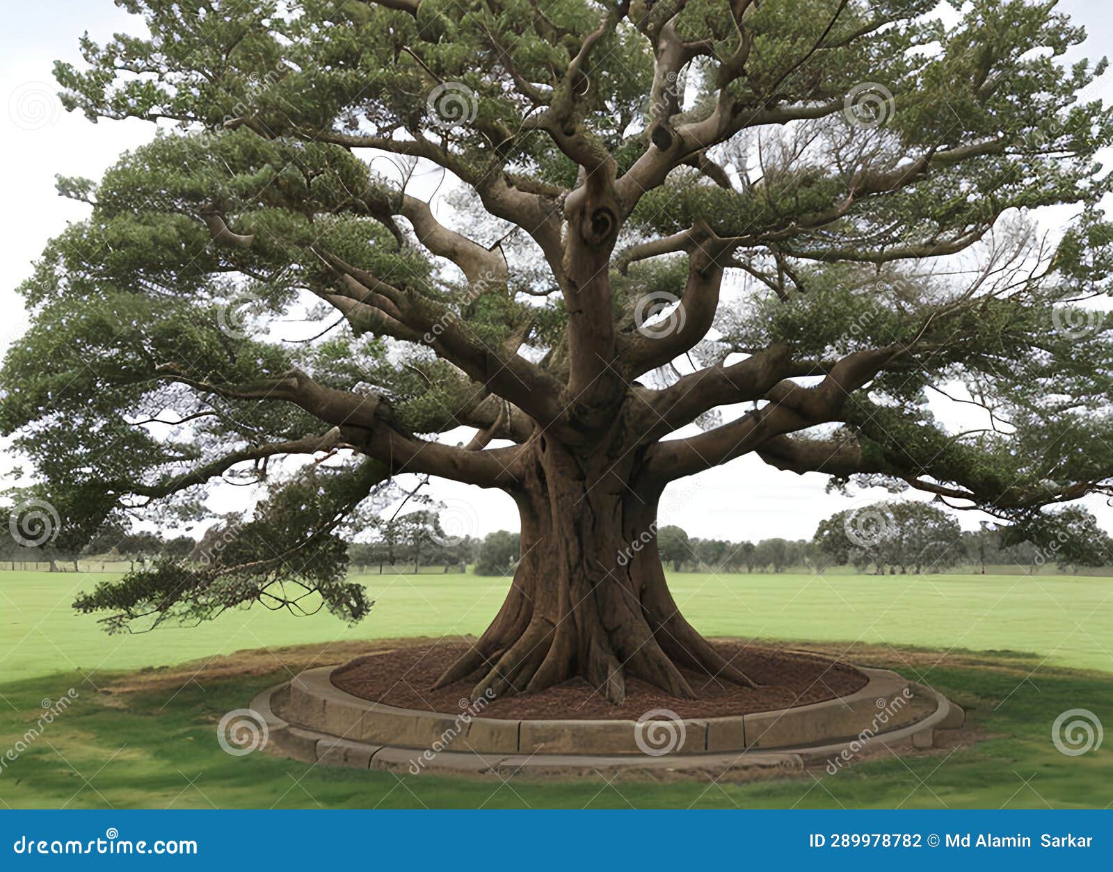 Centenarian Tree stock photo. Image of plant, evergreen - 289978782