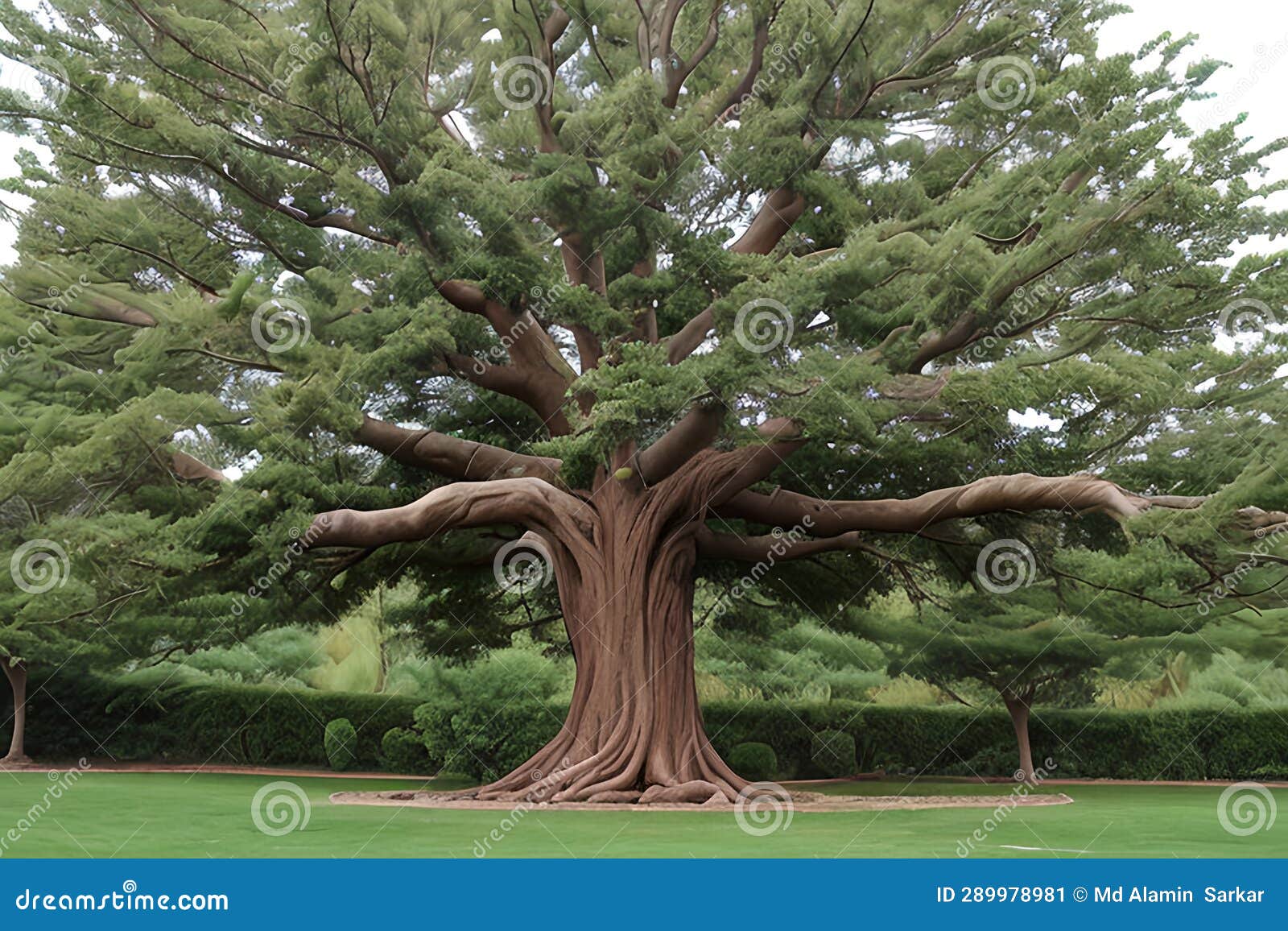 Centenarian Tree stock image. Image of jungle, grass - 289978981