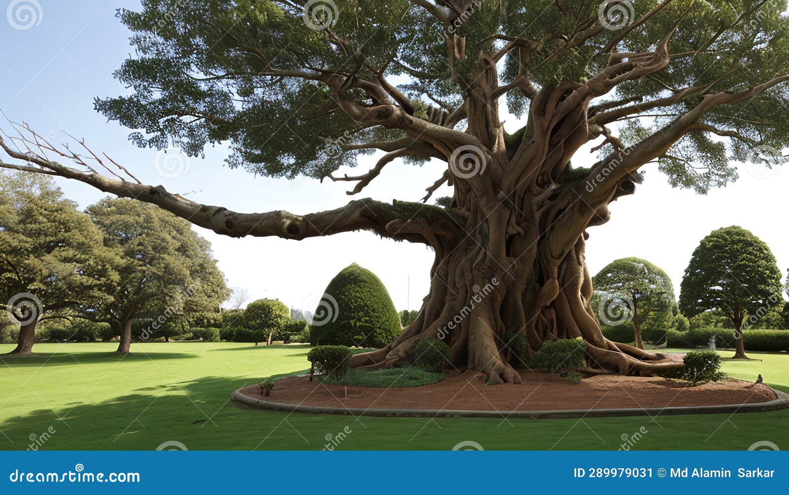 Centenarian Tree stock image. Image of evergreen, backdrop - 289979031