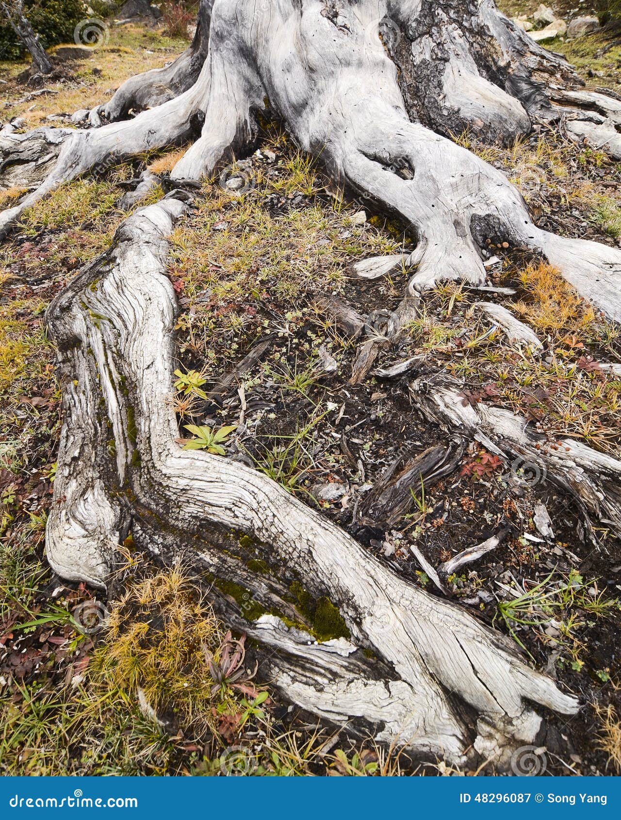 Centenarian Tree, Big Tree With Large Trunk And Big Roots Above The ...