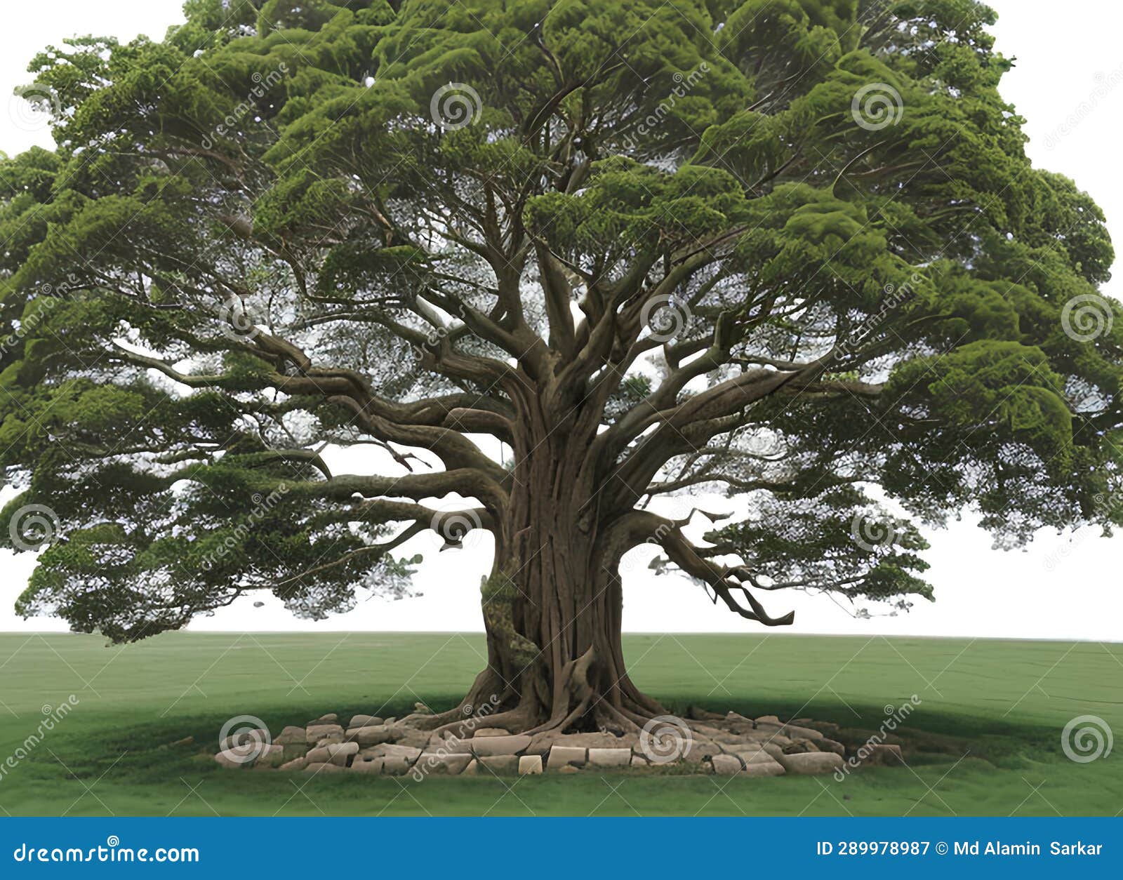 Centenarian Tree stock image. Image of autumn, food - 289978987