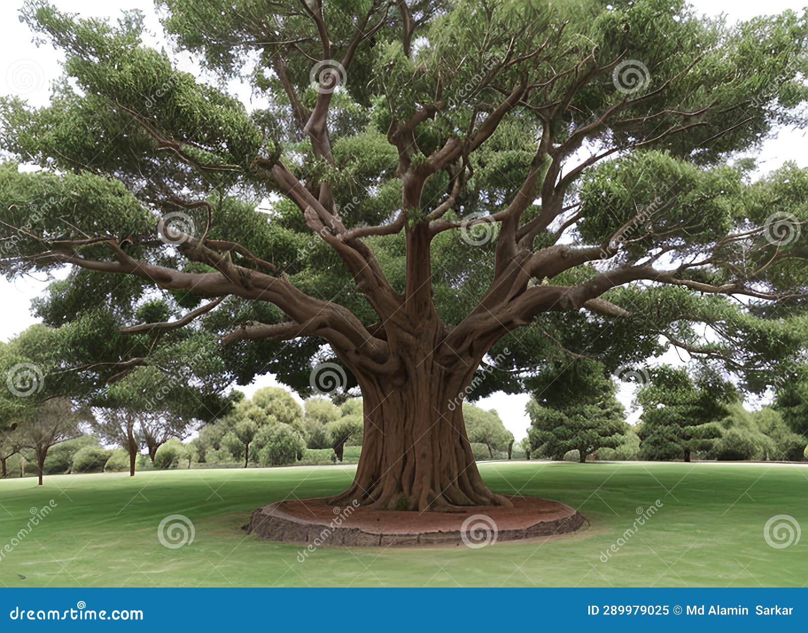 Centenarian Tree stock image. Image of light, ground - 289979025