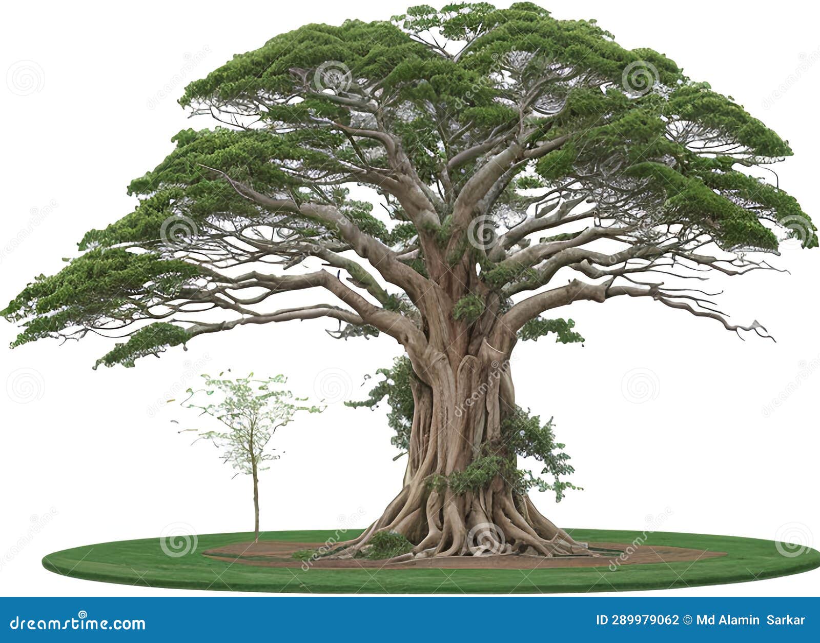 Centenarian Tree stock photo. Image of jungle, grass - 289979062