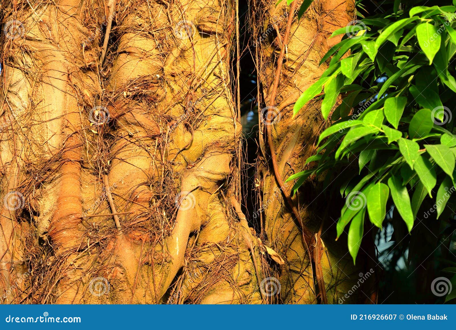 Centenarian Tropical Tree with Large Trunk. Visible Big Roots with a ...