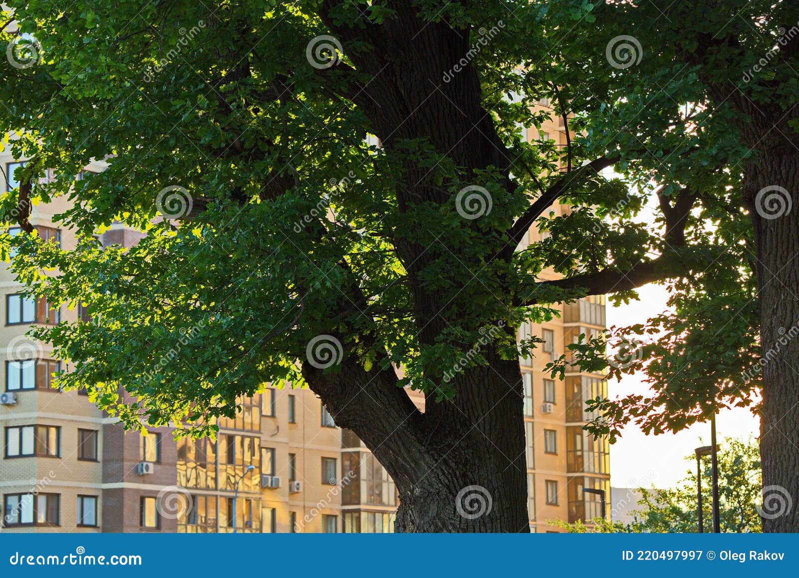 A Centenary Oak Tree in the Courtyard of a New Moscow Building at ...