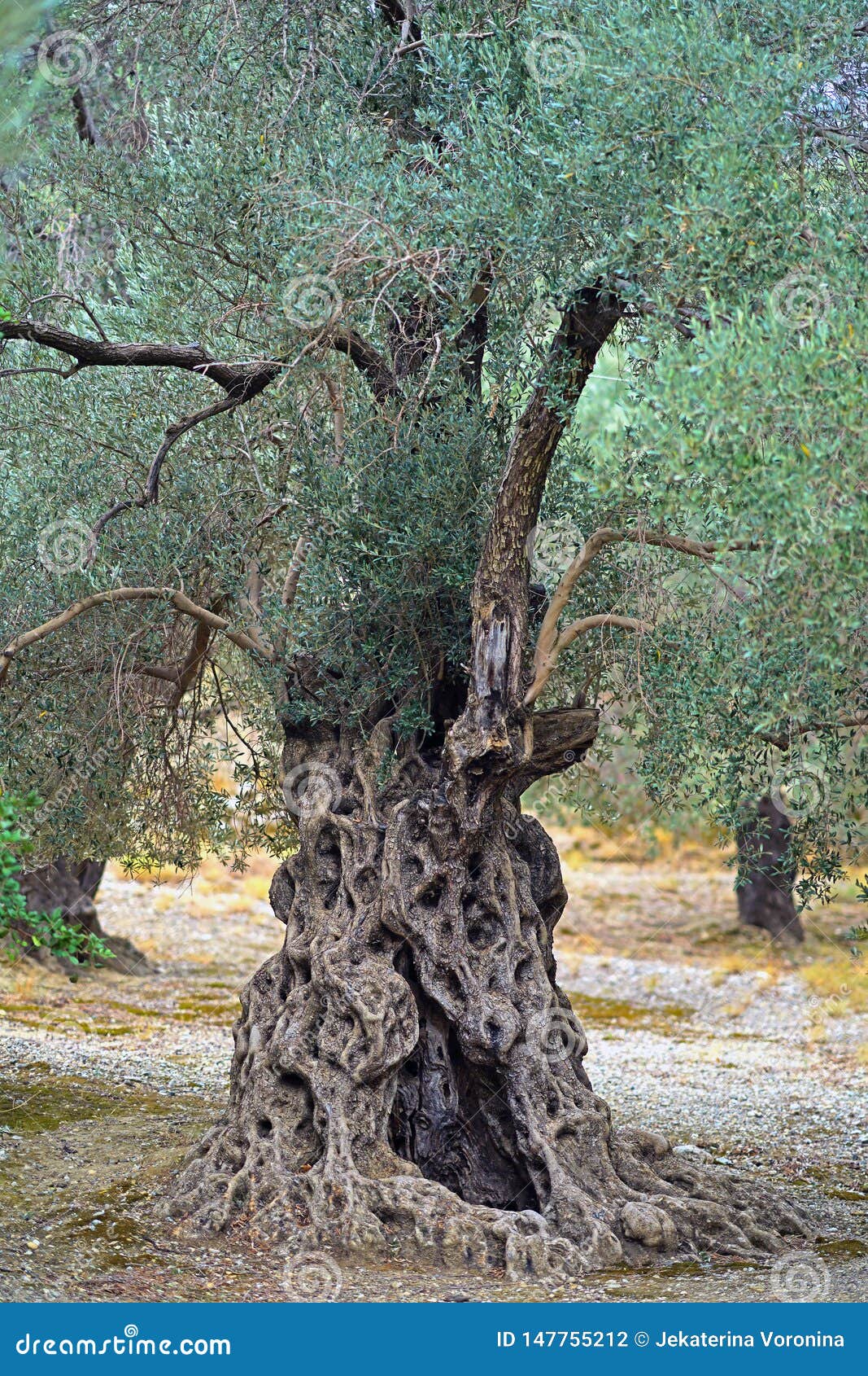 Centenary Olive Tree in the Countryside of Crete Stock Photo - Image of ...
