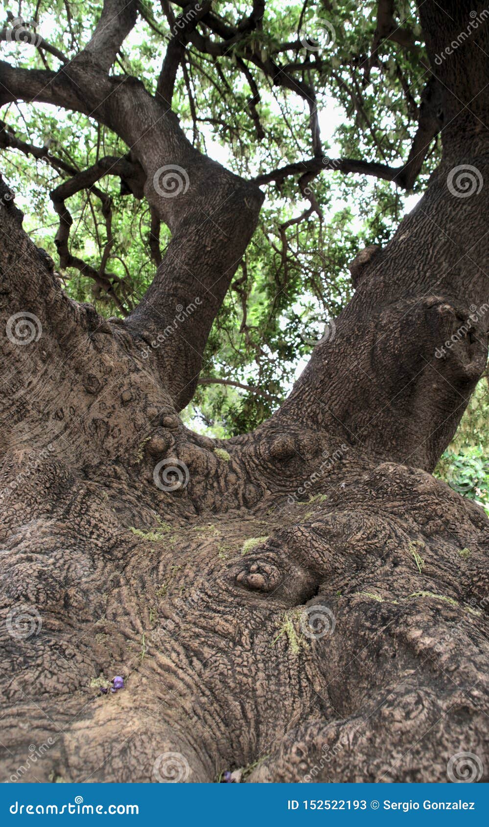 Centenary Tree with Opposite View from Trunk To Branches Stock Image ...