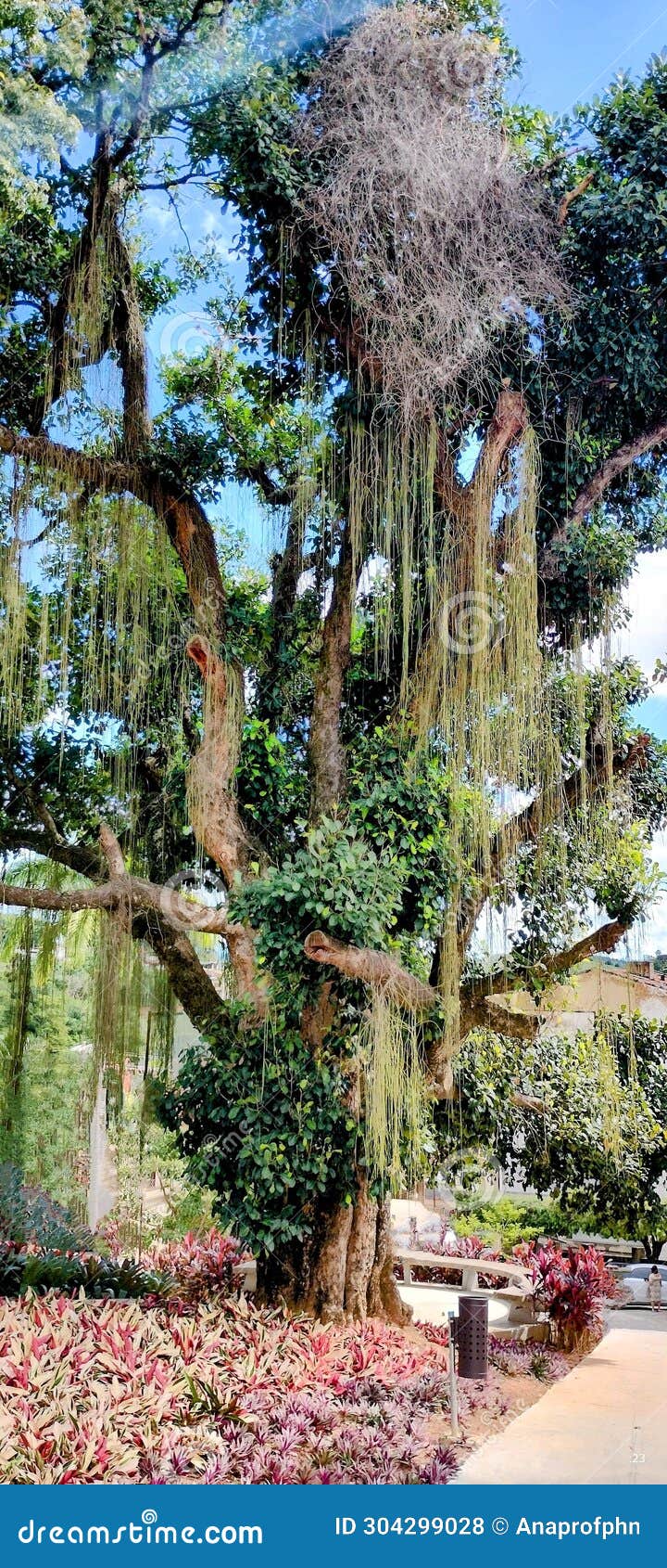 CENTENARY TREE in PUBLIC SQUARE Stock Photo - Image of jungle ...