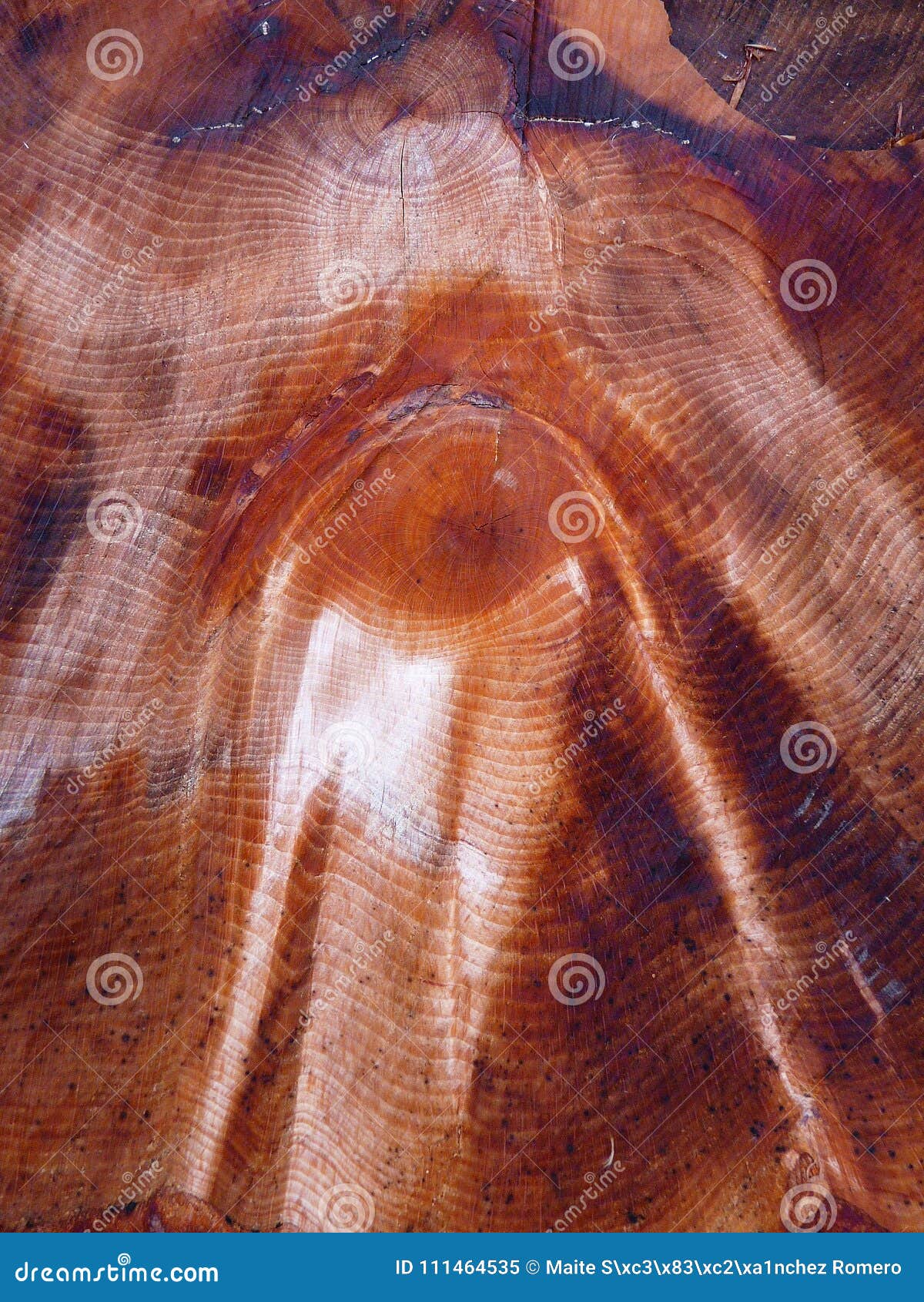 Centennial Beech Rings on Forest. Stock Image - Image of detali, rings ...