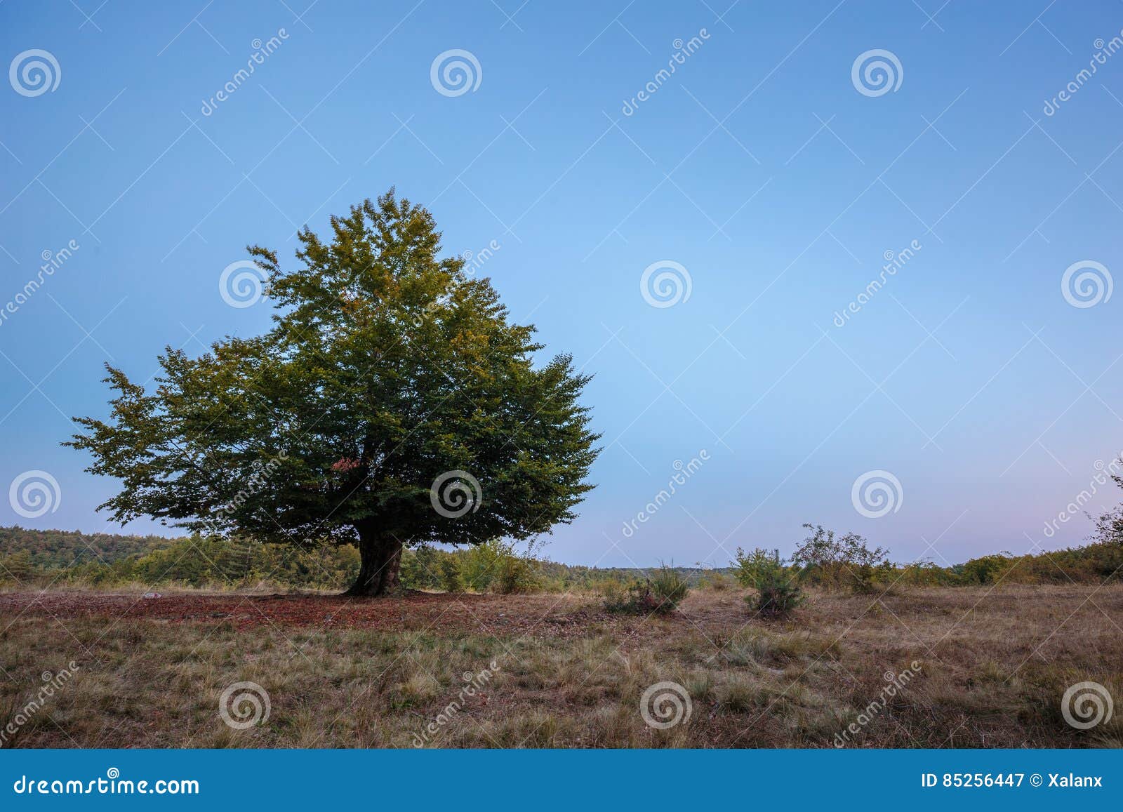 Centennial beech at sunset stock image. Image of giant - 85256447