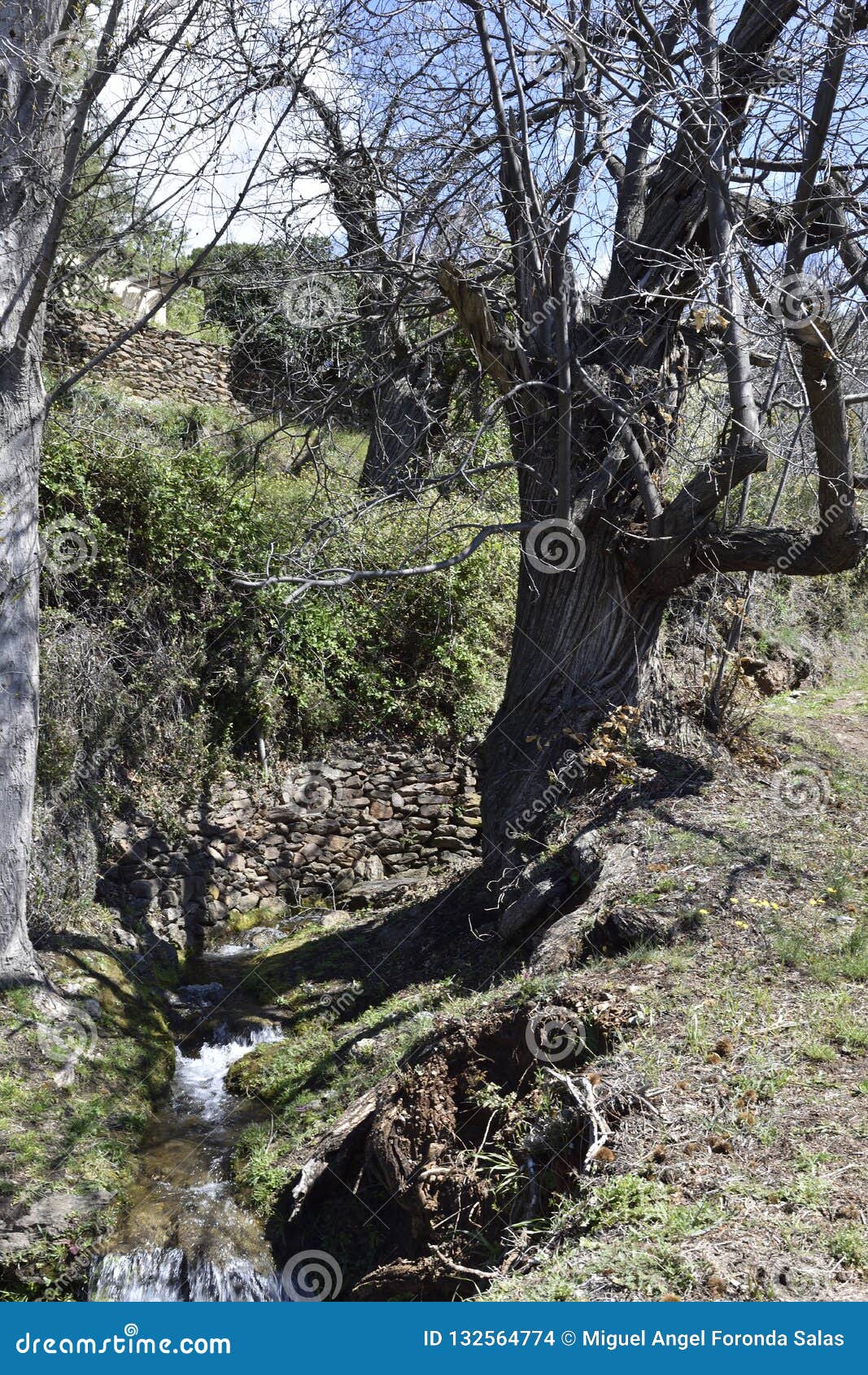 Centennial Chestnut in Path with Irrigation Channel Lanjaron Stock ...