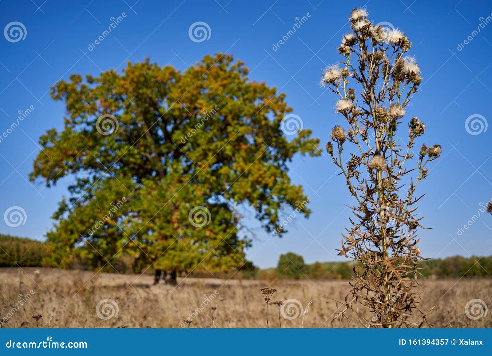 Centennial Oak Tree on a Field Stock Image - Image of green, outdoor ...