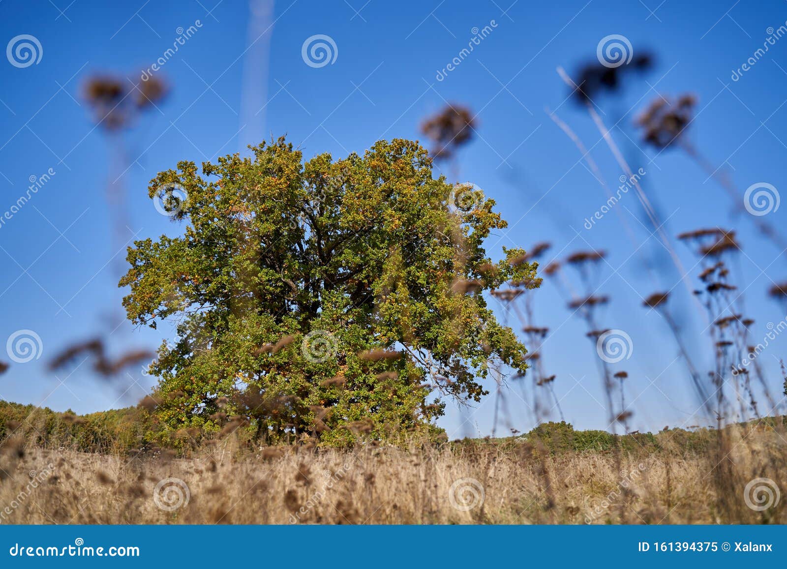 Centennial Oak Tree on a Field Stock Image - Image of plain, field ...