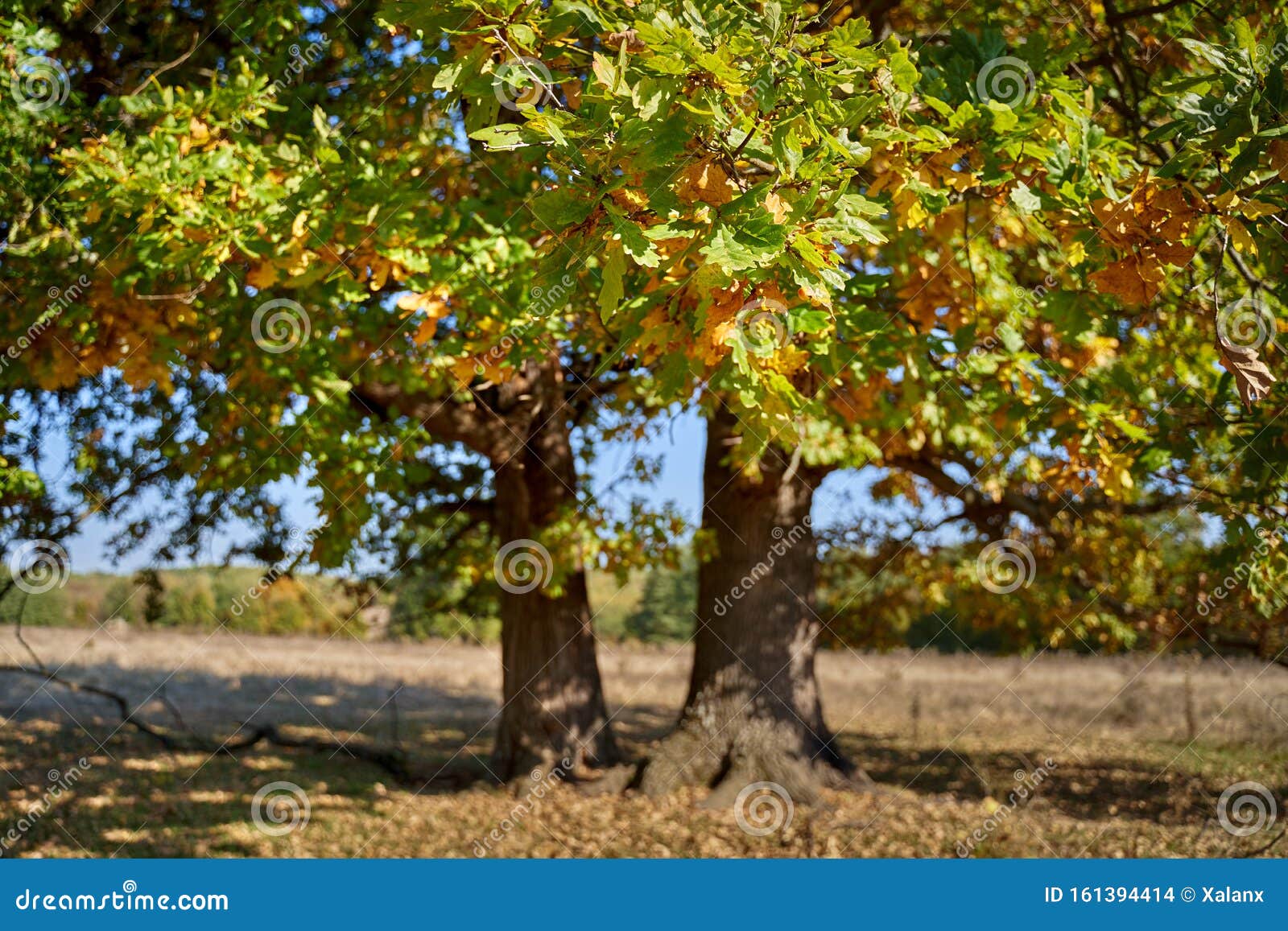 Centennial Oak Tree on a Field Stock Photo - Image of orange, clear ...