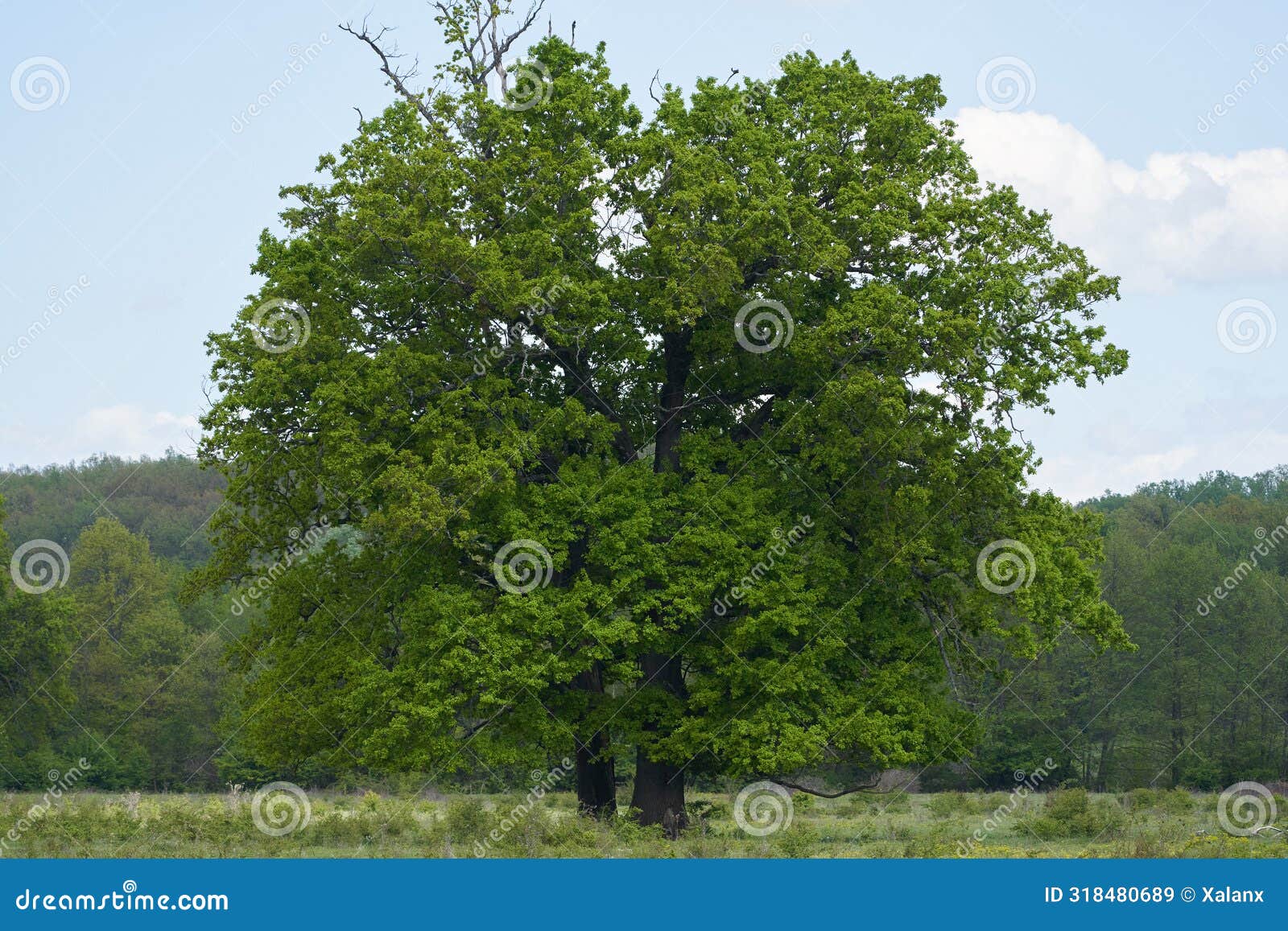 Centennial Oak Tree on a Pasture Stock Image - Image of natural, tree ...