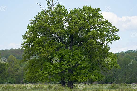 Centennial Oak Tree on a Pasture Stock Image - Image of natural, tree ...