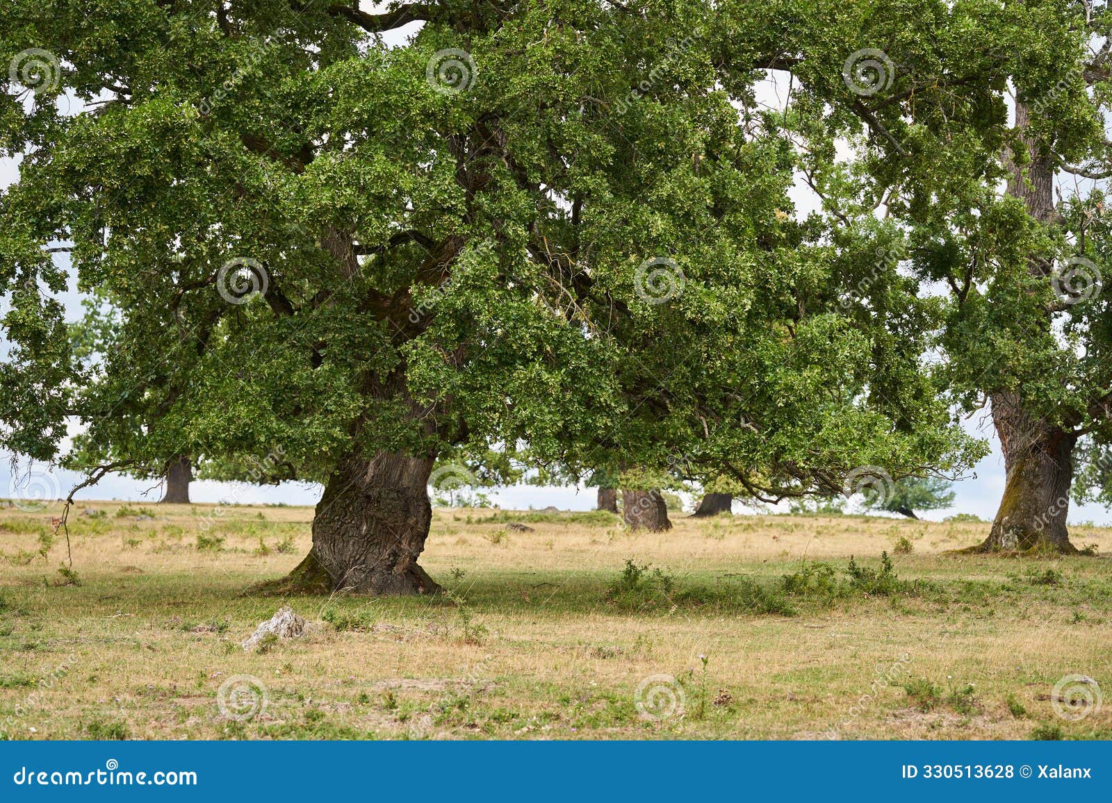Centennial Oak Trees Forest Stock Photo - Image of huge, outside: 330513628