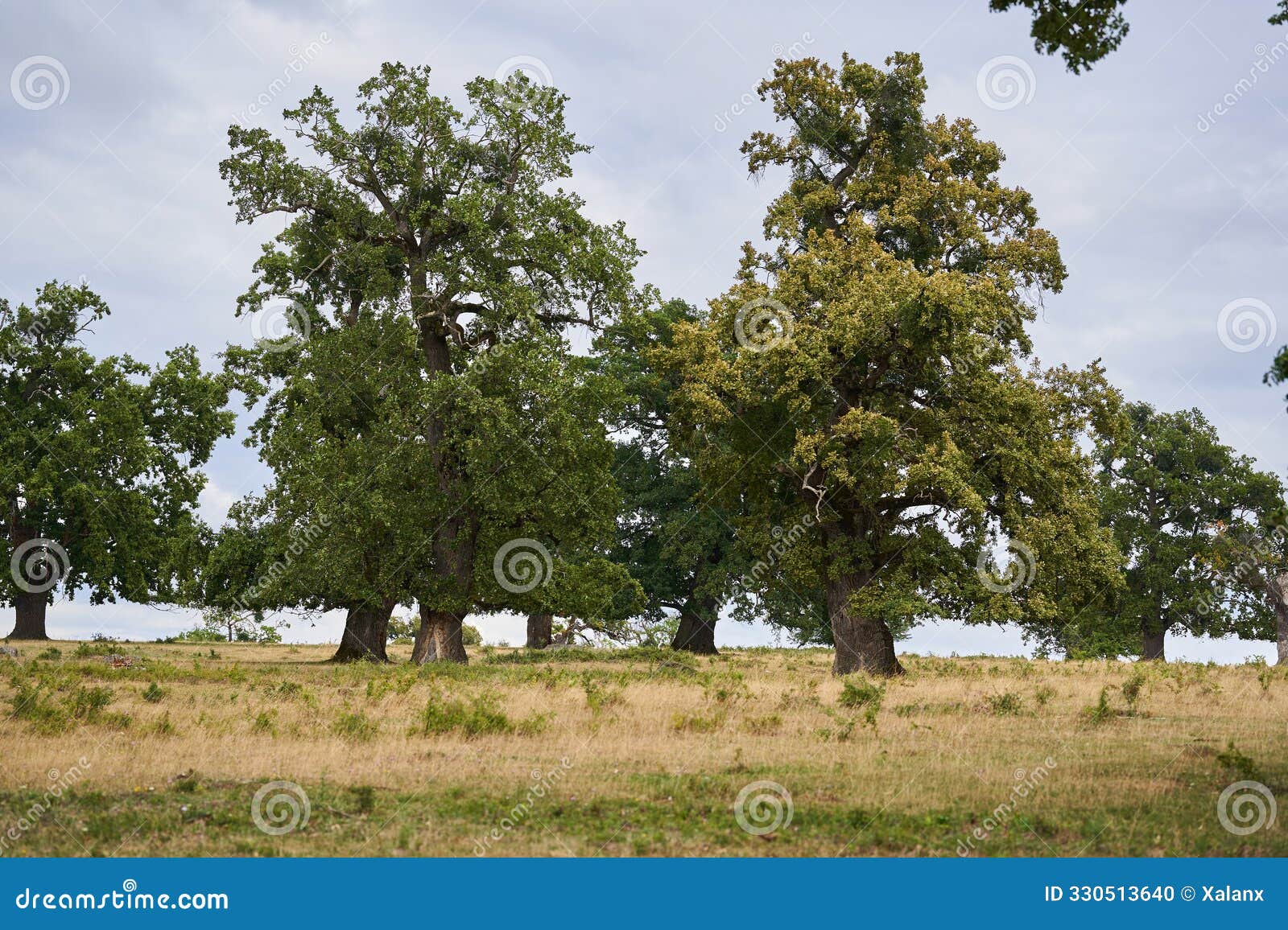 Centennial Oak Trees Forest Stock Photo - Image of green, canopy: 330513640
