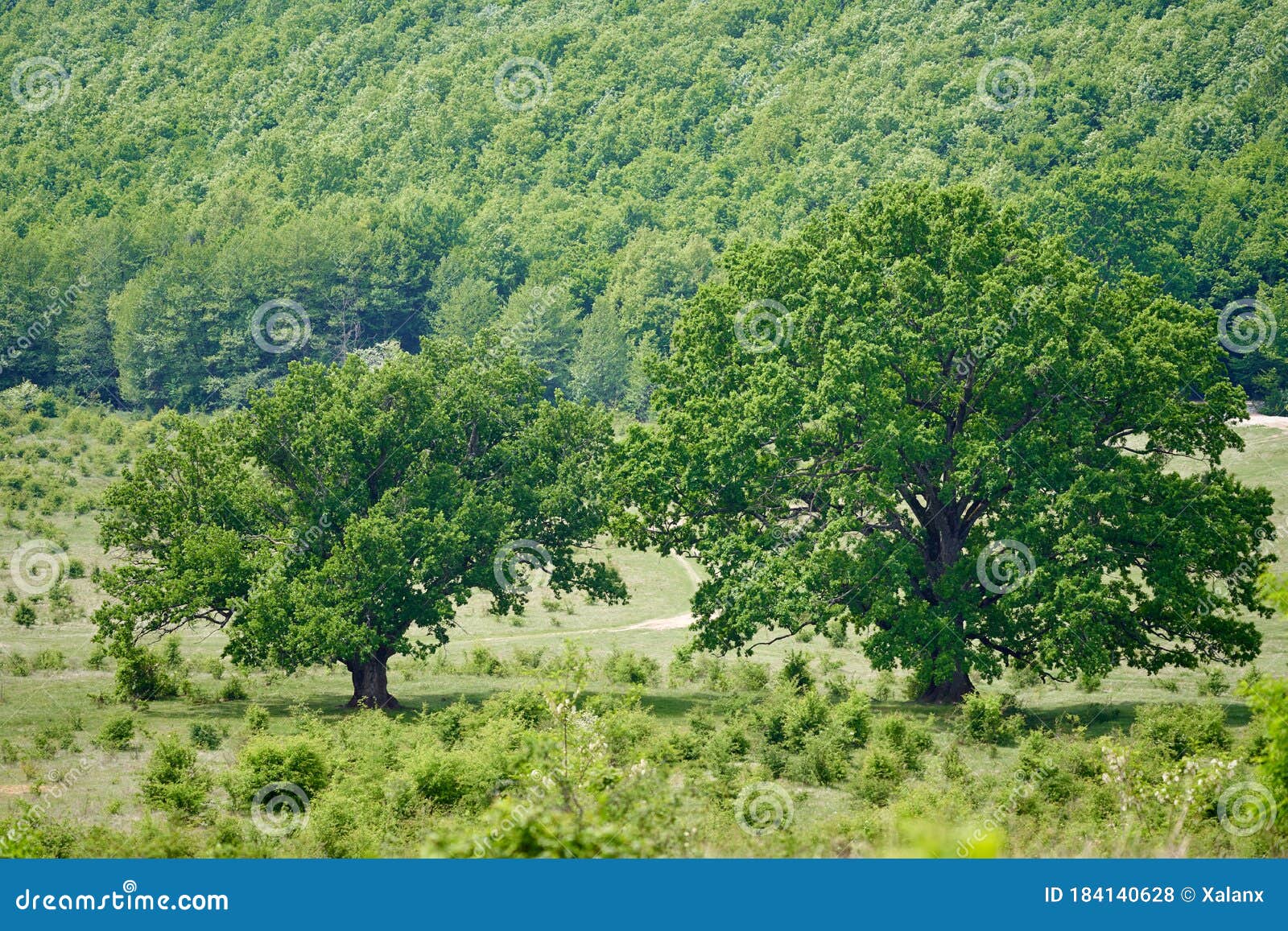 Centennial oak trees stock photo. Image of green, natural - 184140628