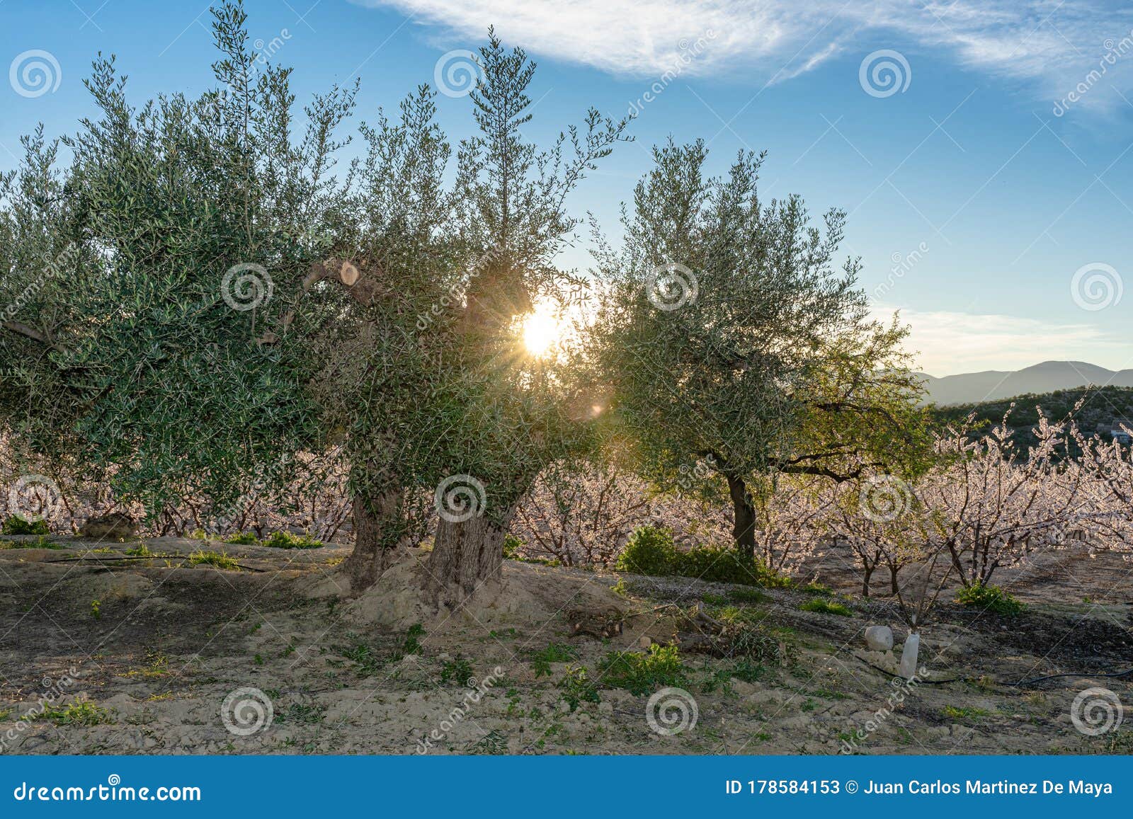 Centennial Olive Tree in Spring Stock Image - Image of green, flora ...