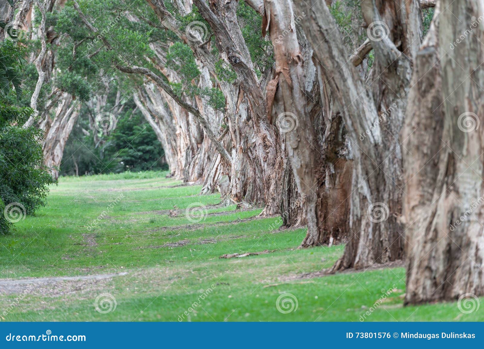 Centennial Park in Sydney, Australia. Thick Evergreen Tea Trees Stock ...