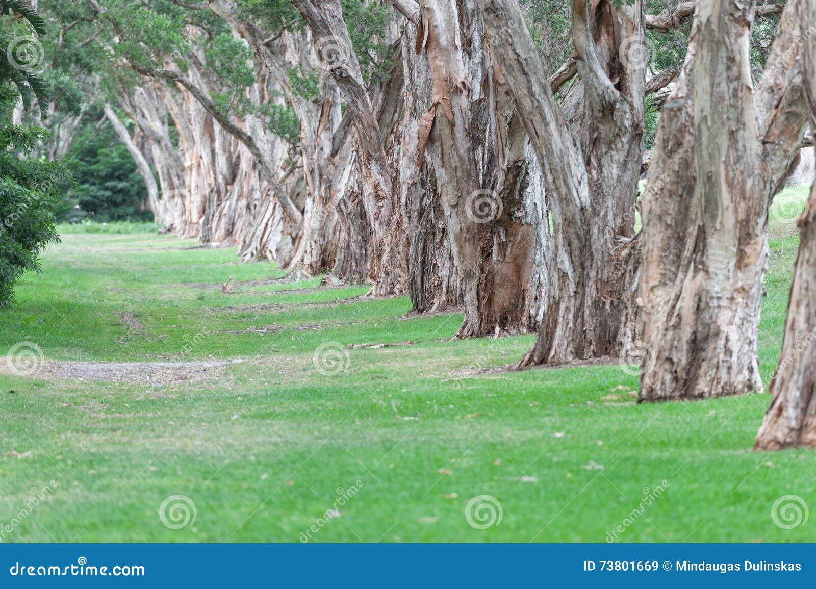 Centennial Park in Sydney, Australia. Thick Evergreen Tea Trees Stock ...