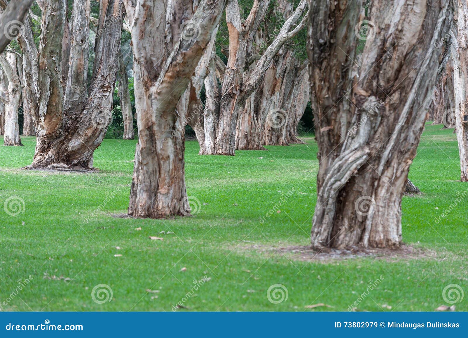 Centennial Park in Sydney, Australia. Thick Evergreen Tea Trees Stock ...