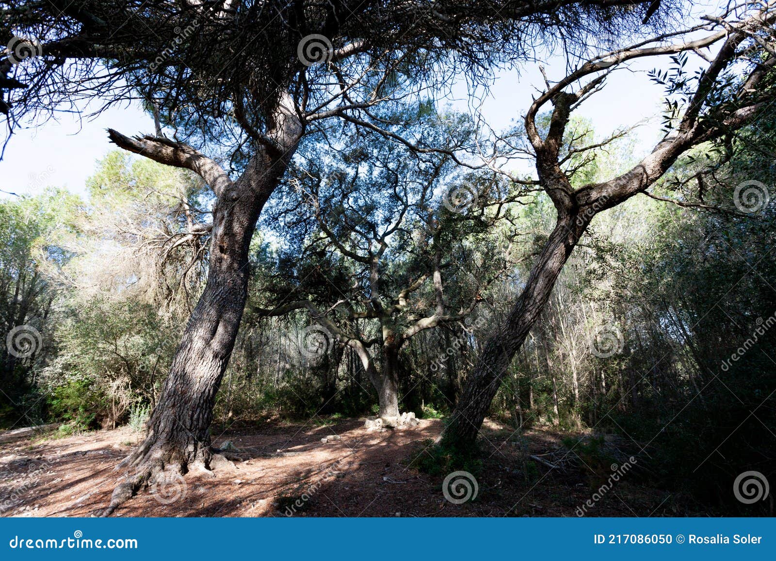Centennial Tree in a Mediterranean Forest Stock Photo - Image of park ...