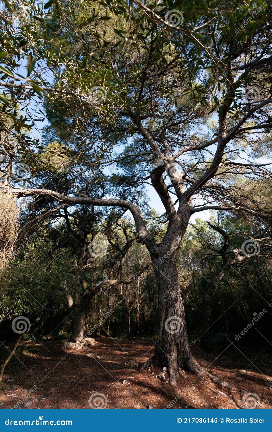 Centennial Tree in a Mediterranean Forest Stock Image - Image of shrub ...