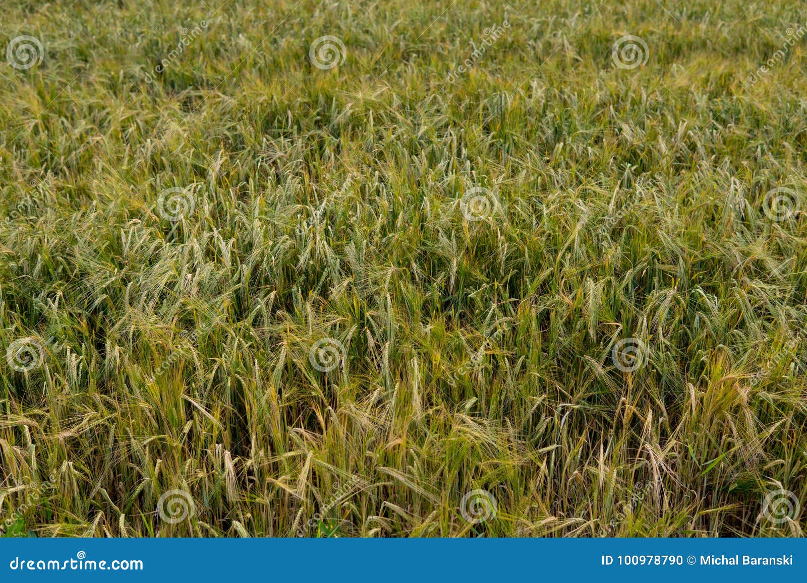 Centeno foto de archivo. Imagen de planta, cosecha, alimento - 100978790