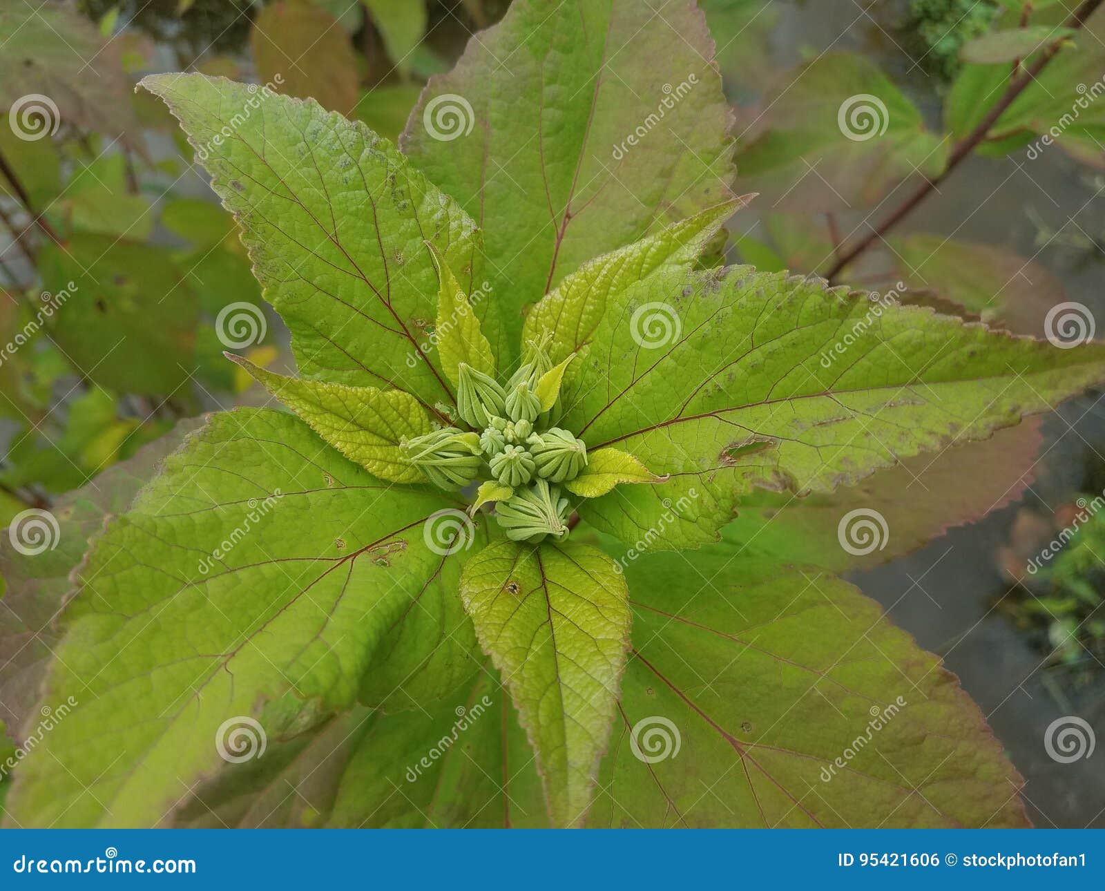 Center of a Cluster of Green Leaves Stock Photo - Image of leaves ...