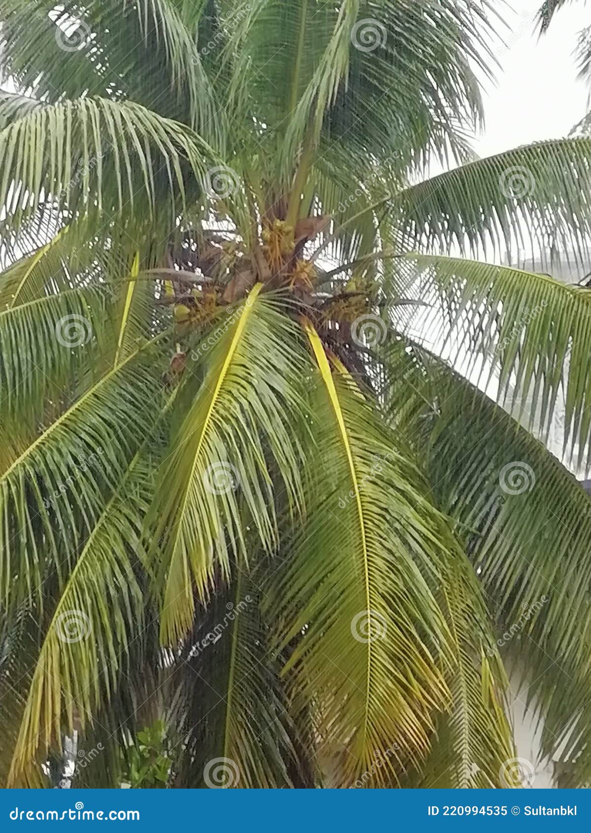 Center of the cocone tree stock image. Image of centra - 220994535