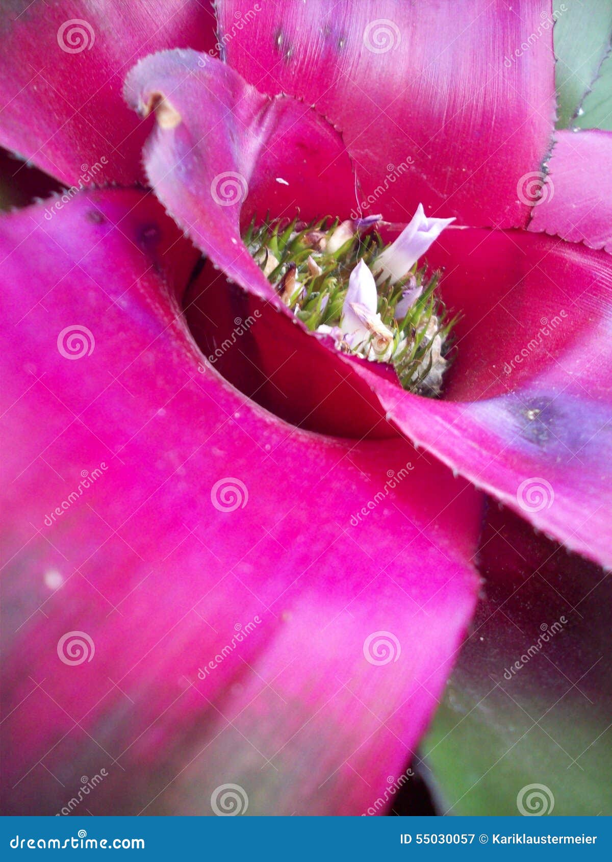Center Cup of Pink Bromeliad Stock Image - Image of bloom, uncurling ...