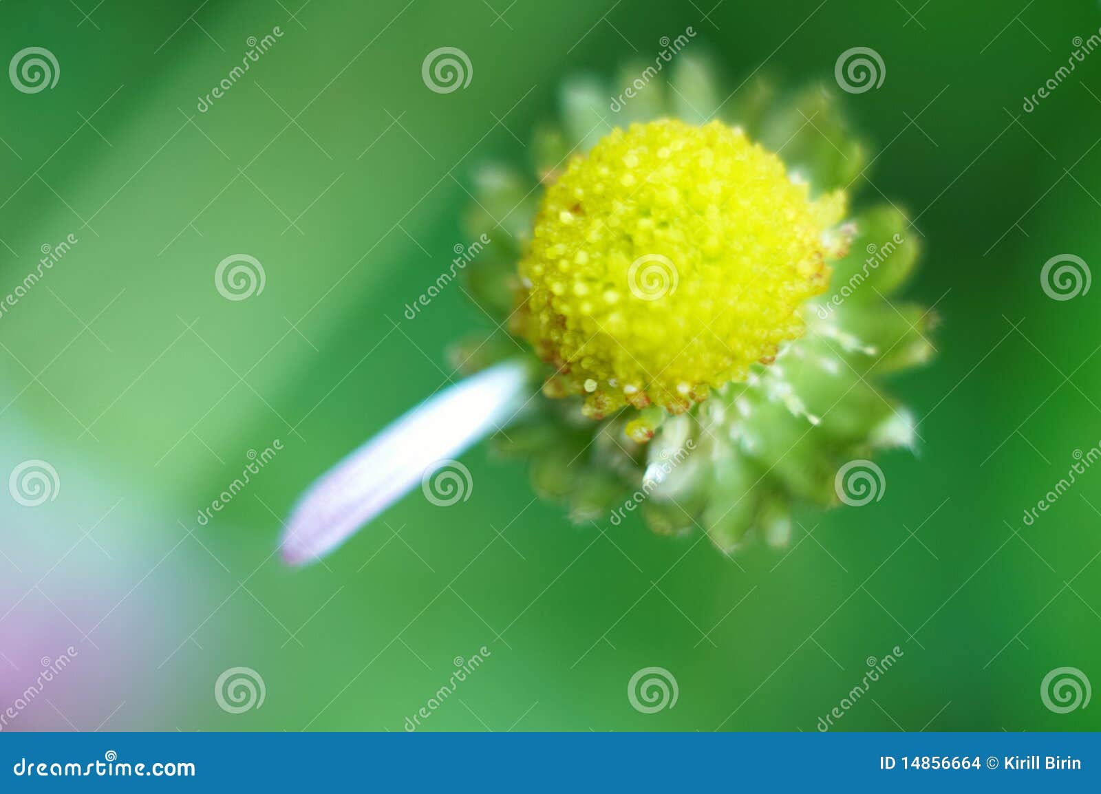 Center of flower stock photo. Image of single, center - 14856664