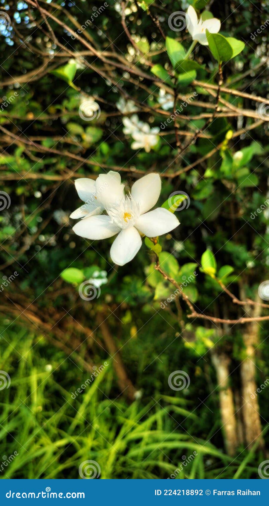 Center Focus with White Flower Stock Photo - Image of yellow, nature ...