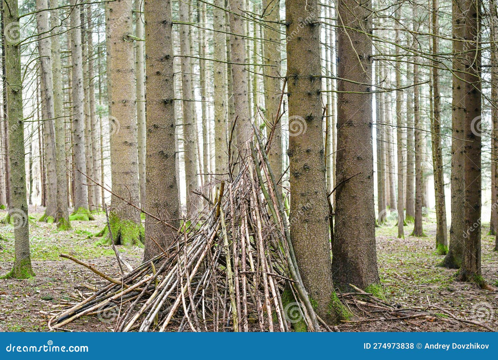 In the Center of the Forest is a Small Hut Made of Many Branches Stock ...